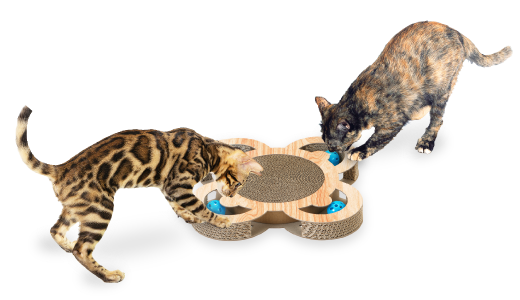 Pet amiといっしょ♪第3回ペットフォトコンテスト|コメリドットコム