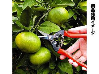アルス摘果鋏エクストラロングタイプ300LL－BP の通販 | ホームセンター コメリドットコム
