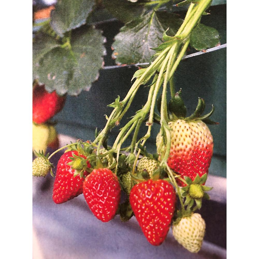 福岡県産 スターナイト 2Lサイズ（300g×4）【注文期限：2024年1月6日】 の通販 | ホームセンター コメリドットコム